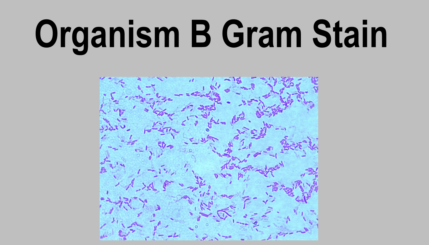 Solved There are two unknown organisms. Both organisms need | Chegg.com