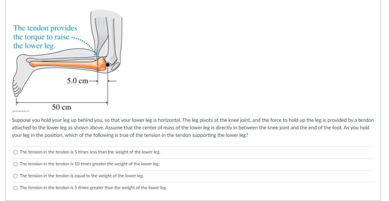 Solved The tendon provides the torque to raise the lower | Chegg.com