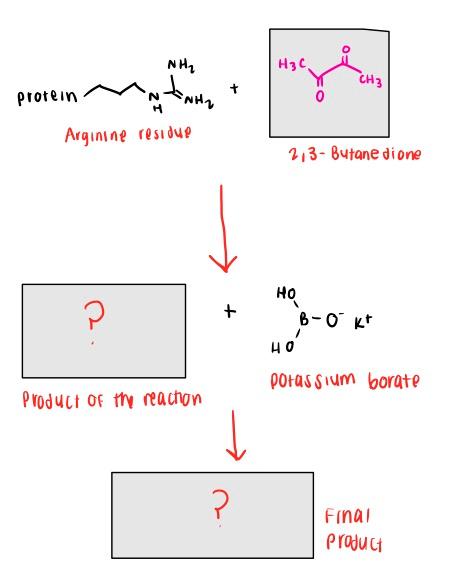 Solved Arginine residue 2,3-Butane dione potassium borate | Chegg.com