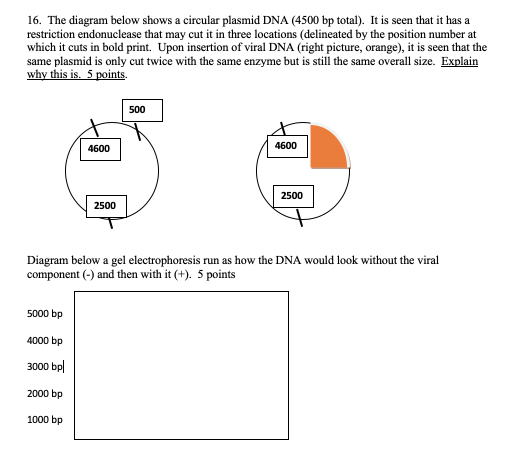 Solved 16. The diagram below shows a circular plasmid DNA | Chegg.com