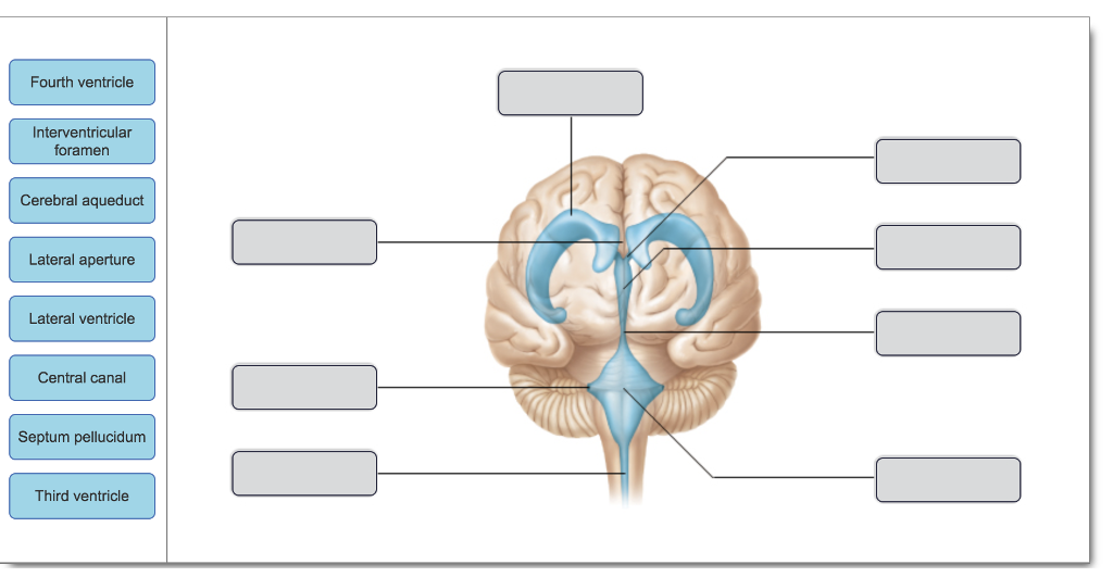 Solved Fourth ventricle Interventricular foramen Cerebral | Chegg.com