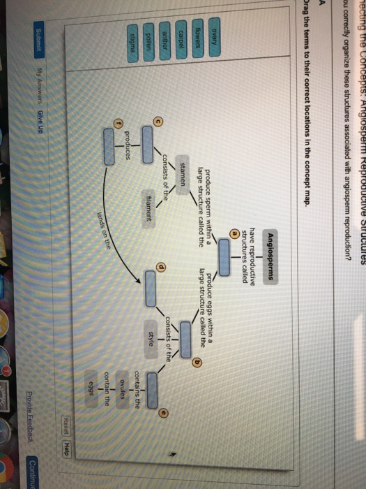 Solved Correctly organize these structures associated with | Chegg.com