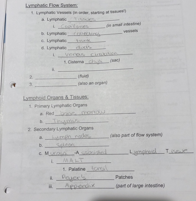 Solved Lymphatic Flow System 1. Lymphatic Vessels (in order, | Chegg.com