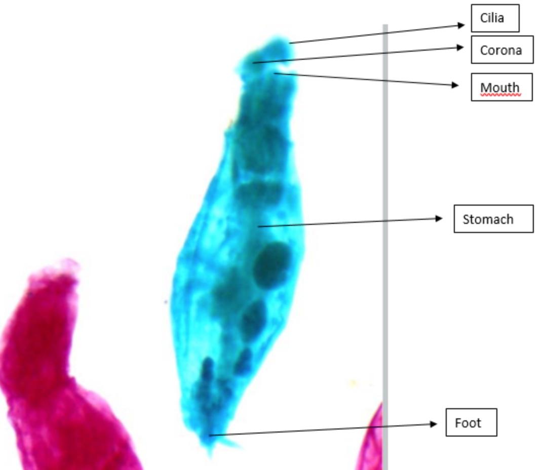 Solved Question 1 Which of the examined invertebrates in | Chegg.com