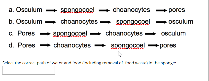 Solved Spongecoel 0.5mm © 1999 Ron Koss B Radial canal | Chegg.com