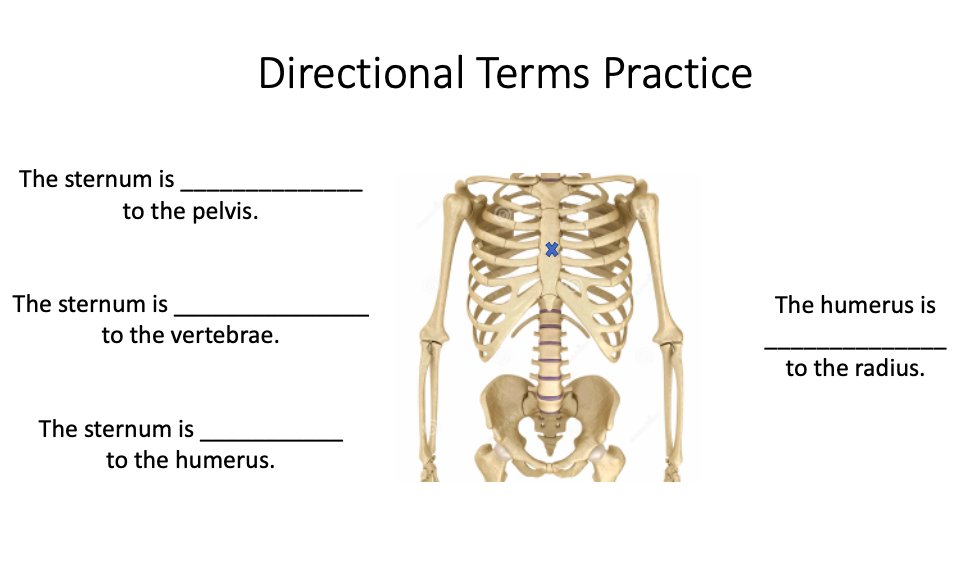 Solved Directional Terms Practice The sternum is to the | Chegg.com