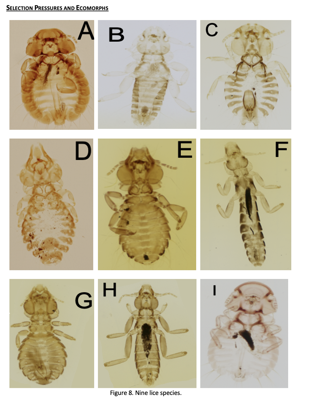 Solved Examine the specimens from nine different lice | Chegg.com