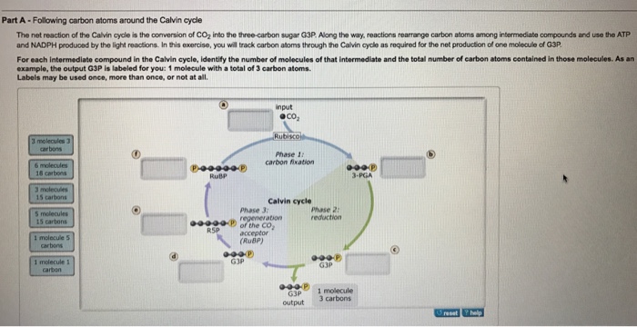Solved Following carton atoms around the Calvin cycle The | Chegg.com