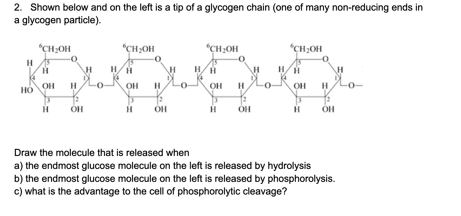 Solved Shown below and on the left is a tip of a glycogen | Chegg.com