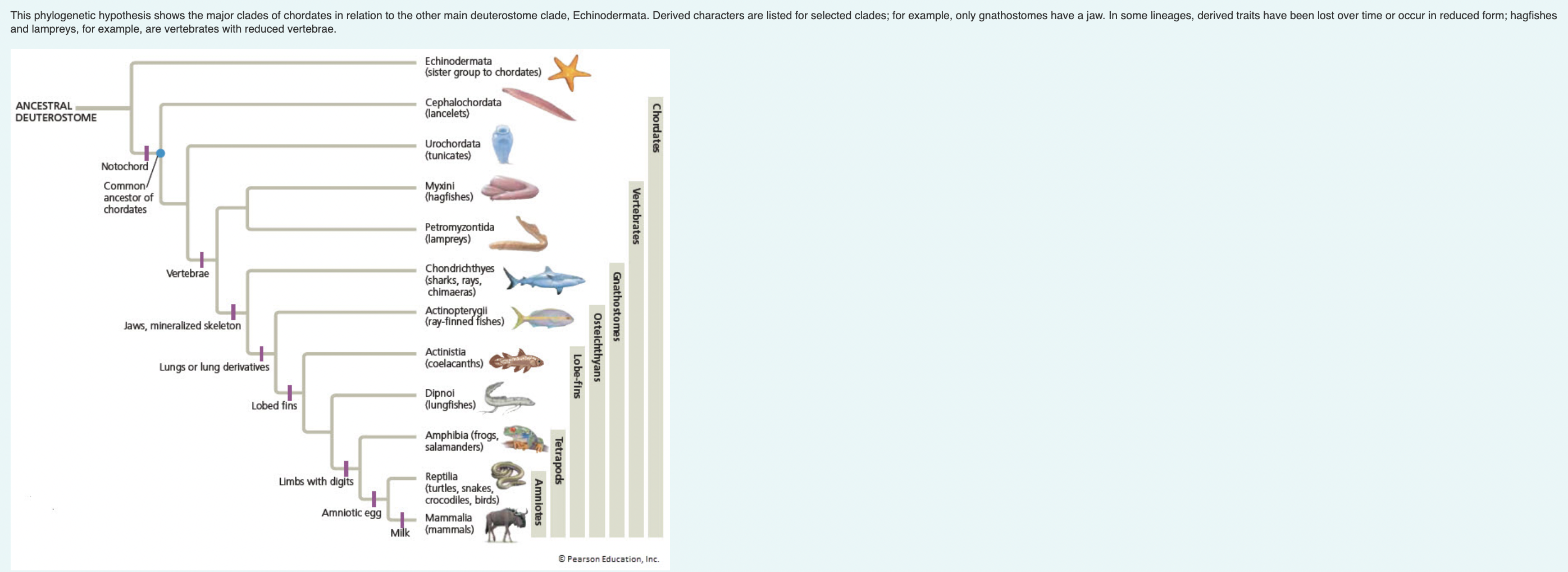 Based on this phylogeny, which vertebrate groups | Chegg.com
