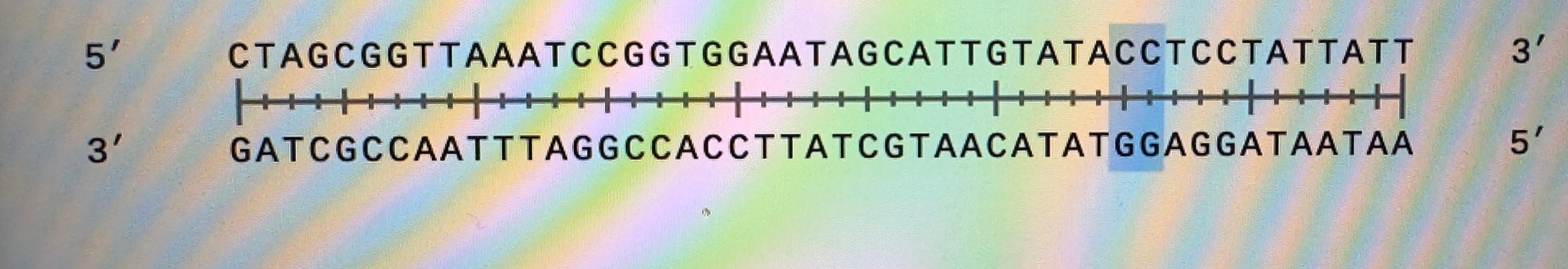 Solved Describe breifly how protein synthesis and sequence | Chegg.com