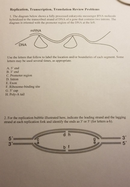 Solved Replication, Transcription, Translation Review | Chegg.com