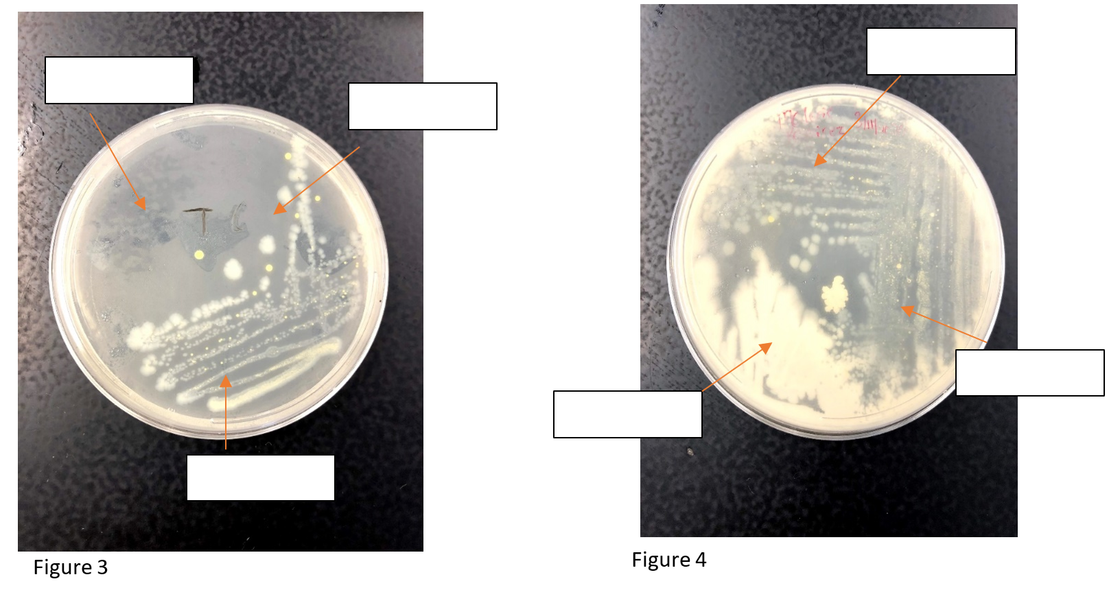 Solved 3. Below are images of agar plates streaked with | Chegg.com