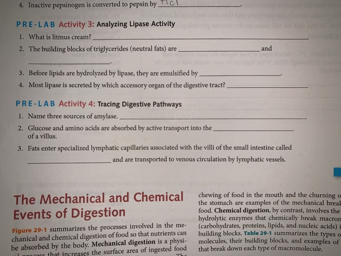 Solved to pepsin by l is converted pepsinogen 4. Inactive | Chegg.com