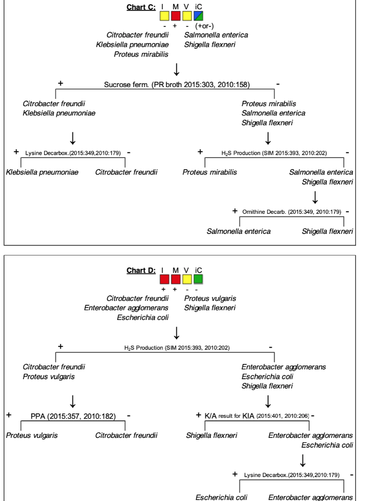 Solved Chart A: I MV IC + Enterobacter aerogenes | Chegg.com