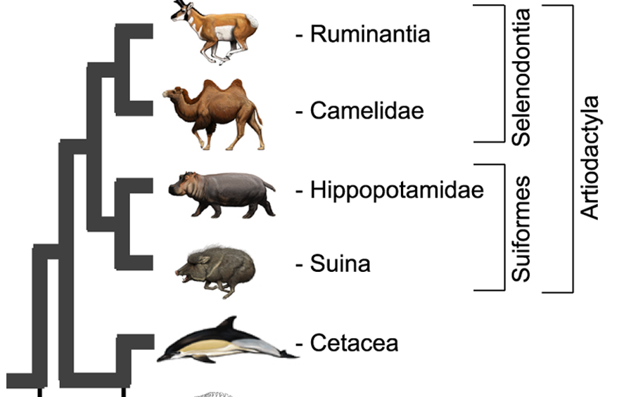 Solved The morphological data supported the hypothesis that | Chegg.com