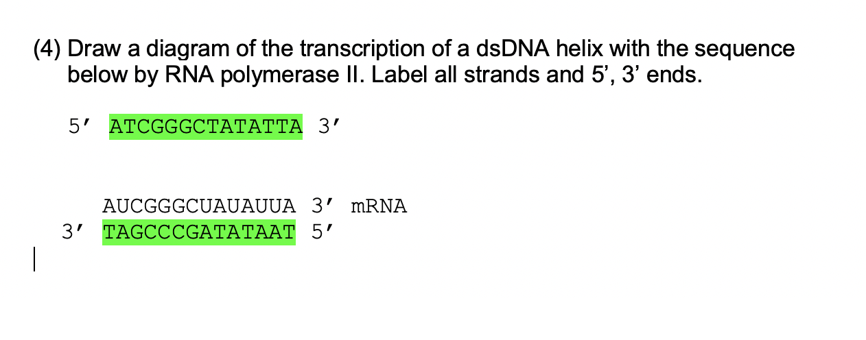 Solved (4) Draw a diagram of the transcription of a dsDNA | Chegg.com
