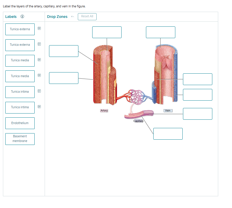 Solved Label the layers of the artery. capillary. and veln | Chegg.com