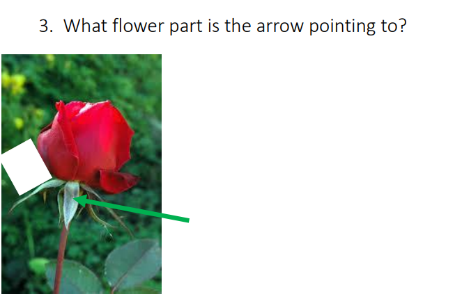 Solved 1. What flower part is the arrow pointing to? 2. | Chegg.com
