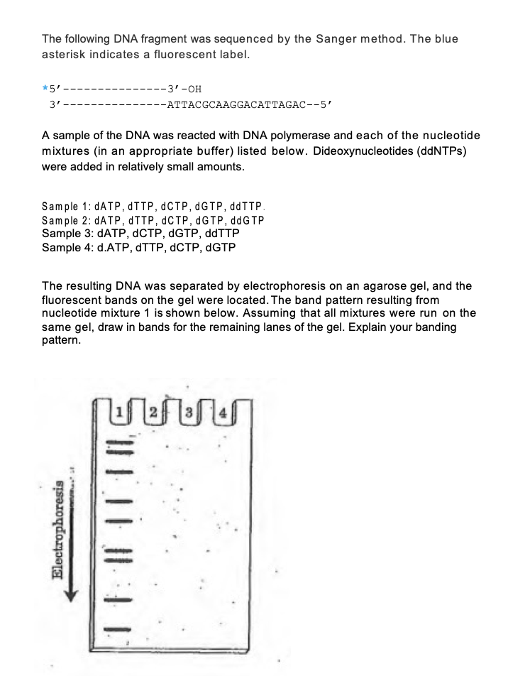 Solved The following DNA fragment was sequenced by the | Chegg.com