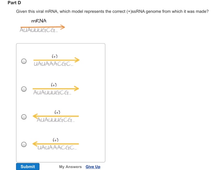 Solved Part C Which model correctly shows a viral dsRNA | Chegg.com