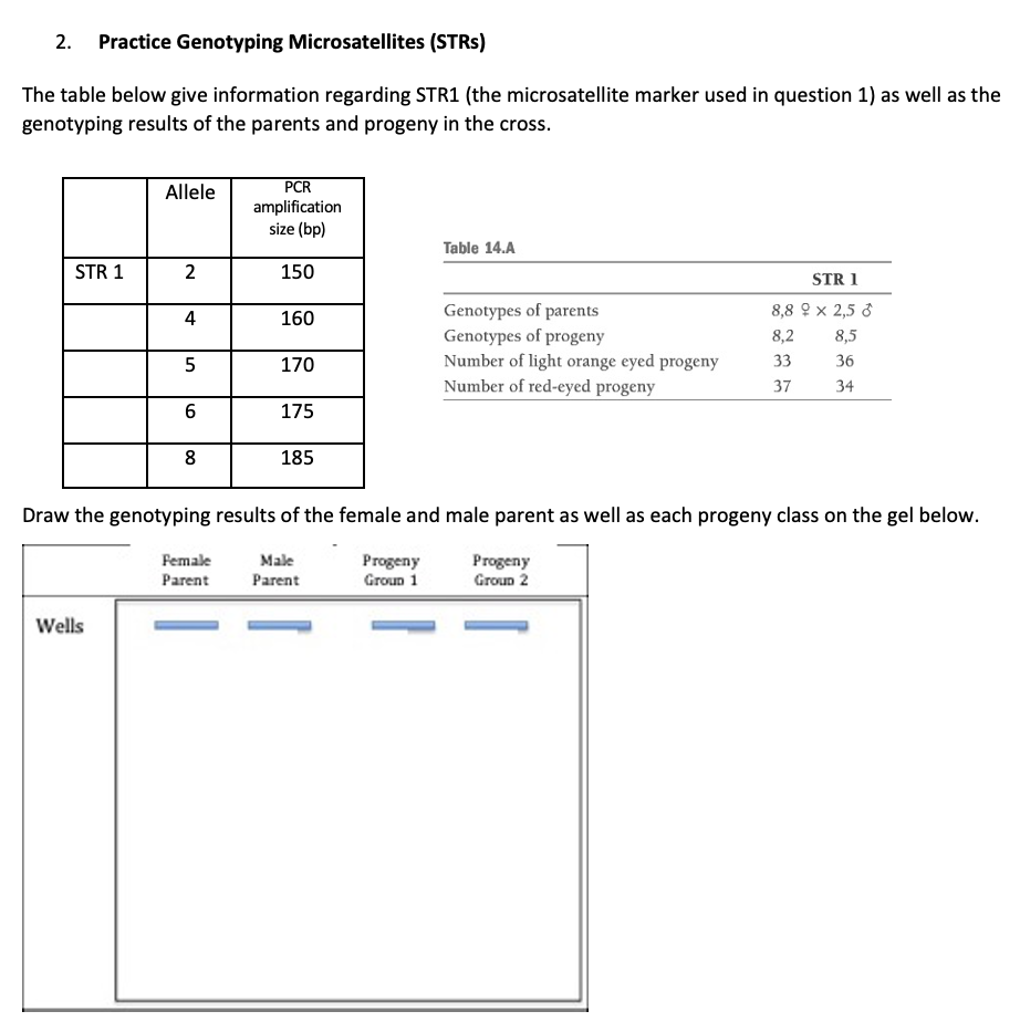 Solved 2. Practice Genotyping Microsatellites (STRs) The | Chegg.com
