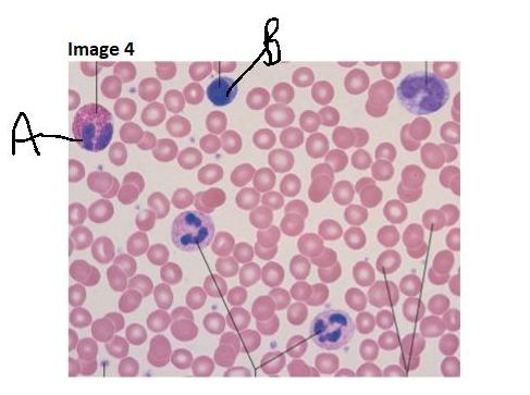 Solved Image 4 B Question 23 See Image 4 Is the cell | Chegg.com