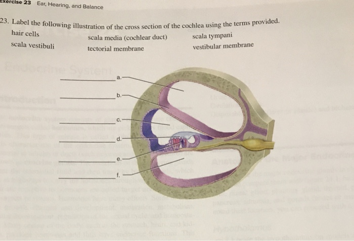 Anatomy And Physiology Archive | October 30, 2017 | Chegg.com