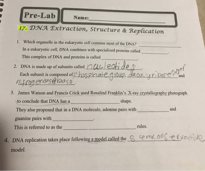 Solved Pre-Lab Name: 17. DNA Extraction, Structure & | Chegg.com
