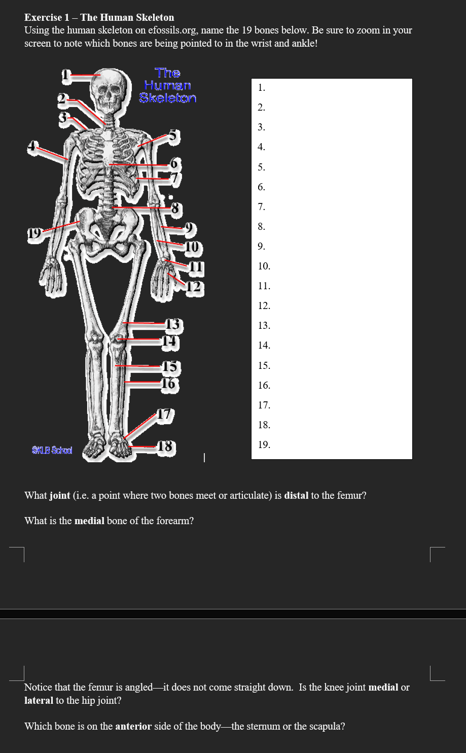 Solved Exercise 1 - The Human Skeleton Using the human | Chegg.com