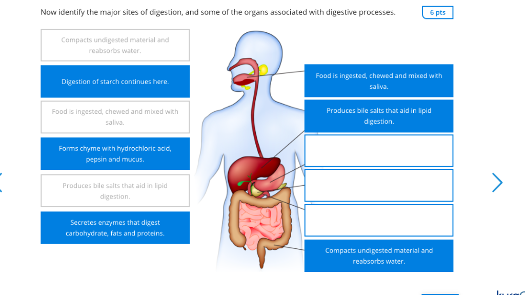 Solved: Now Identify The Major Sites Of Digestion, And Som... | Chegg.com