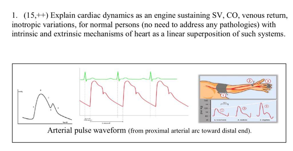 Solved 1. (15,++) Explain cardiac dynamics as an engine | Chegg.com