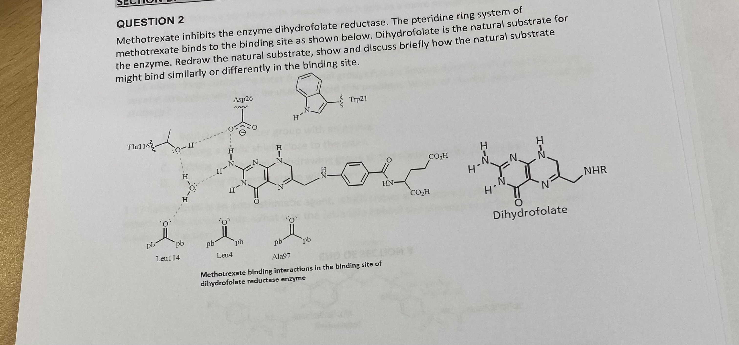 Solved QUESTION 2Methotrexate inhibits the enzyme | Chegg.com