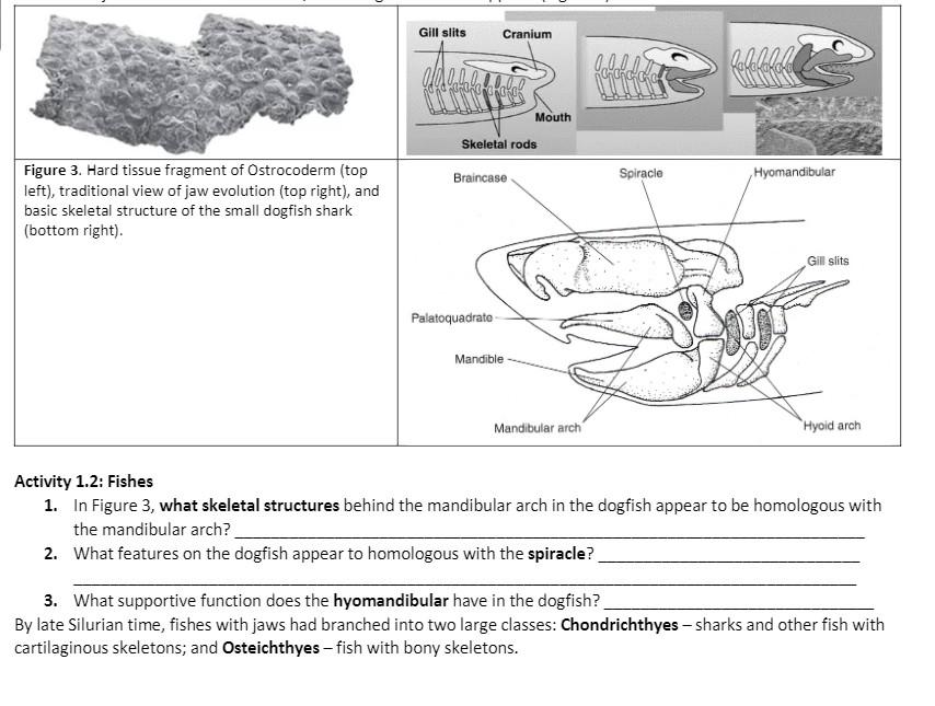Solved Activity 1.2: Fishes 1. In Figure 3, what skeletal | Chegg.com