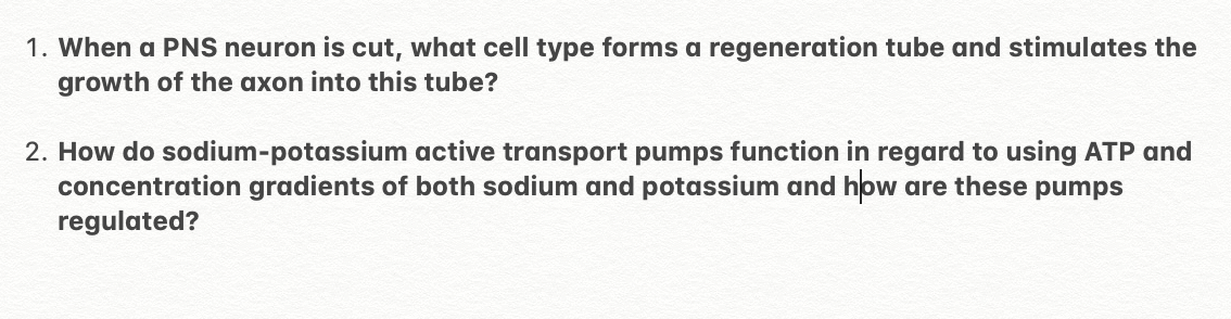 Solved 1. When a PNS neuron is cut, what cell type forms a | Chegg.com