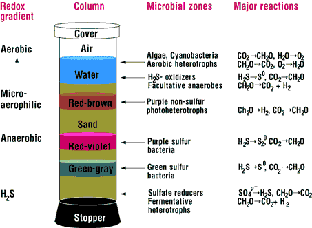 Using the reference of the Winogradsky column above, | Chegg.com