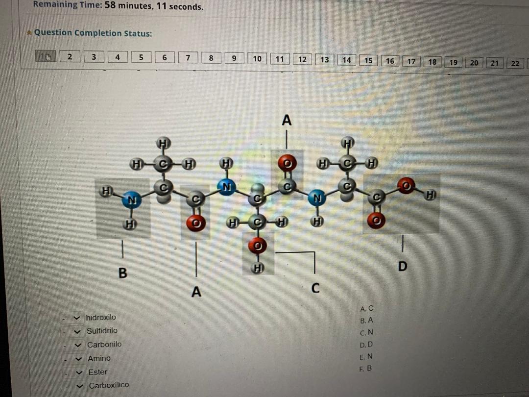 Solved Using the following figure, match the functional | Chegg.com