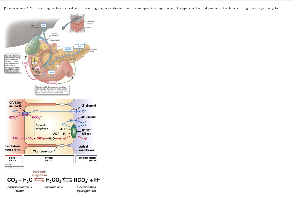 Solved CO2+H2O carbonic anhydrase H2CO3 HCO3−+H+ carbon | Chegg.com