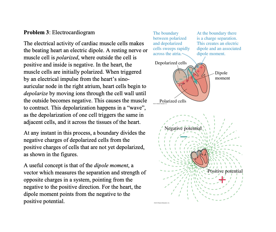 Problem 3: Electrocardiogram The boundary between | Chegg.com