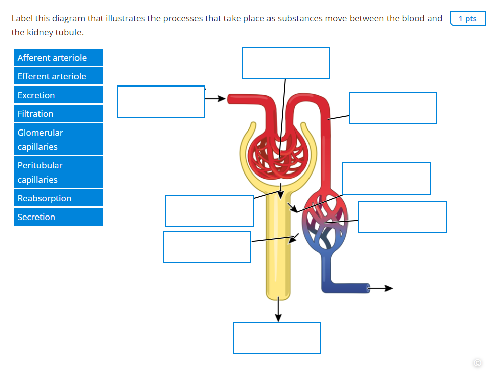 Solved Label this diagram that illustrates the processes | Chegg.com