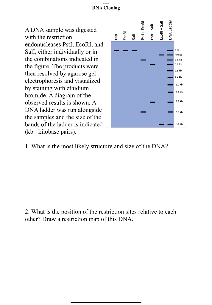 Solved A DNA sample was digested with the restriction | Chegg.com