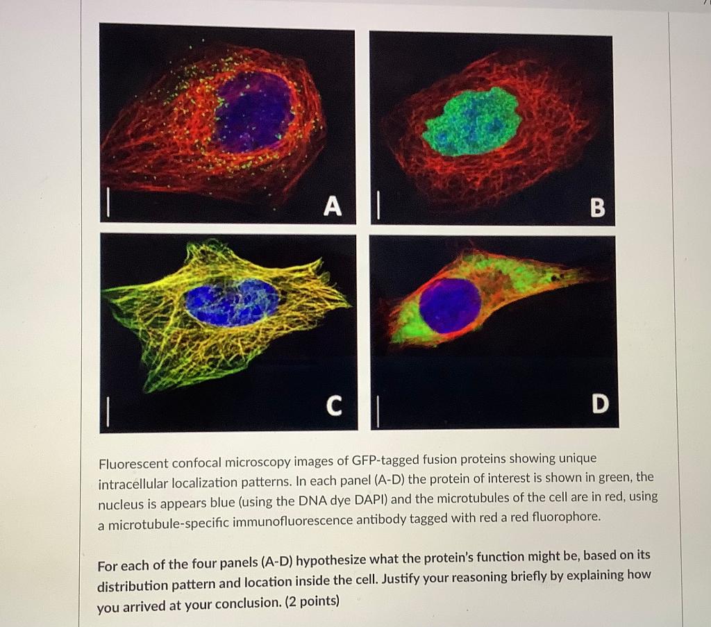 Solved А B с D Fluorescent confocal microscopy images of | Chegg.com