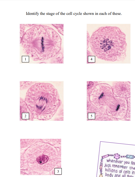 Solved Identify the stage of the cell cycle shown in each of | Chegg.com
