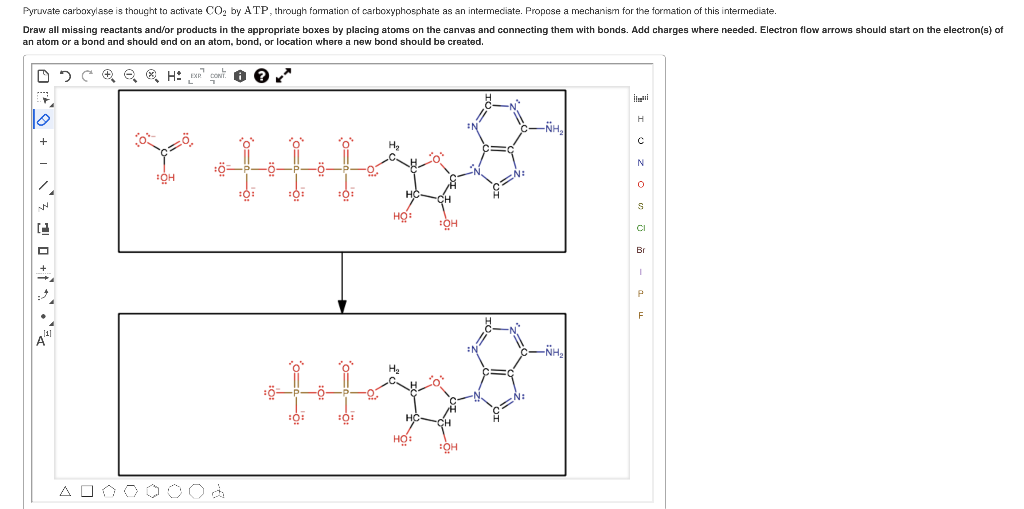 Solved Pyruvate carboxylase is thought to activate CO2 by | Chegg.com
