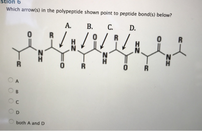 Solved stion6 Which arrow(s) in the polypeptide shown point | Chegg.com
