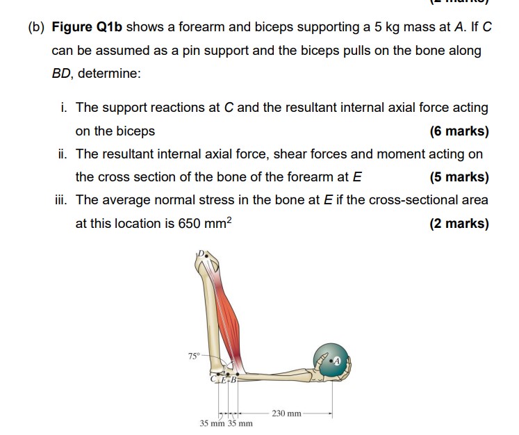 Solved (b) Figure Q1b shows a forearm and biceps supporting | Chegg.com