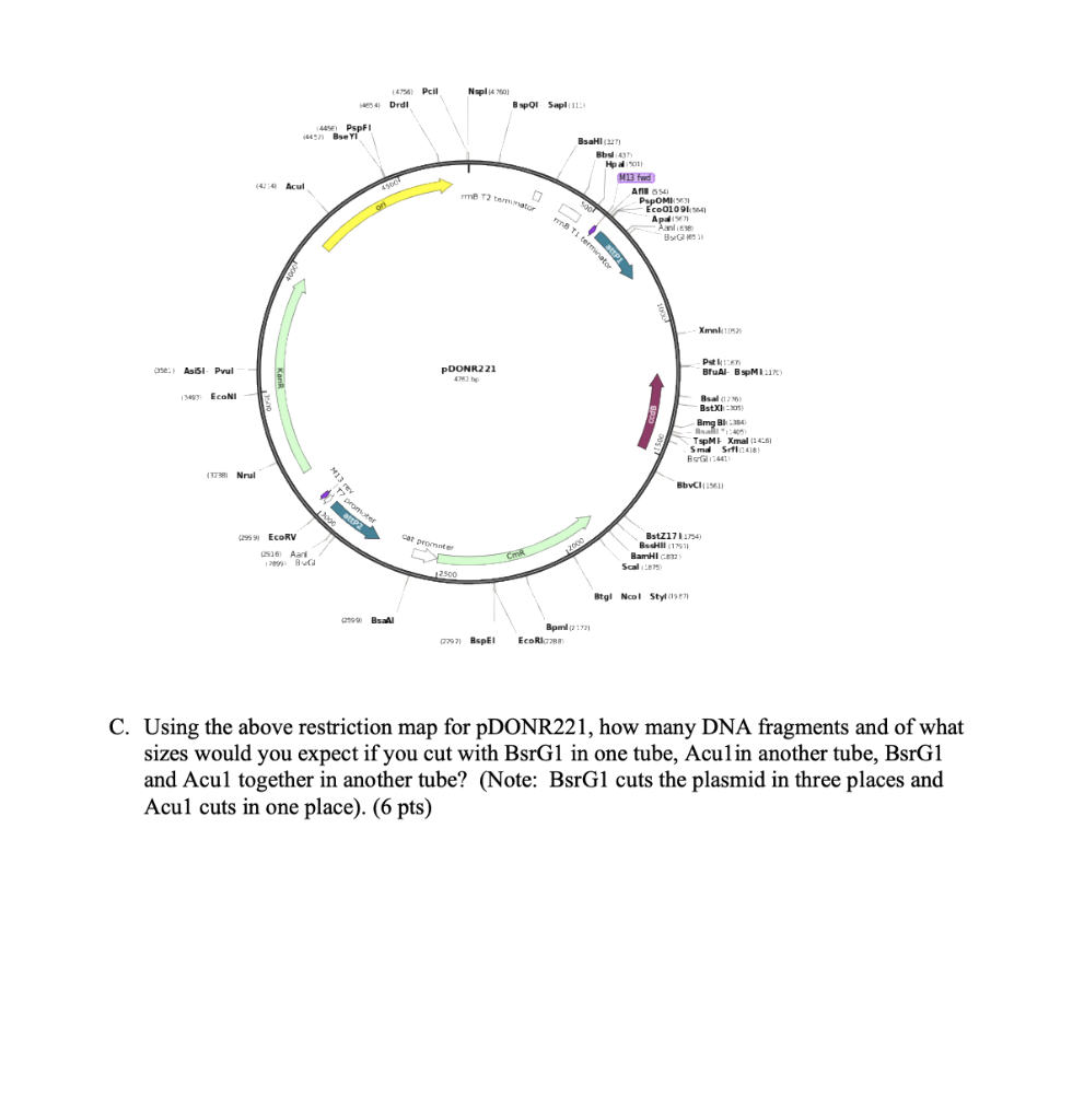 You mix E. coli cells with the pDONR221 plasmid that | Chegg.com