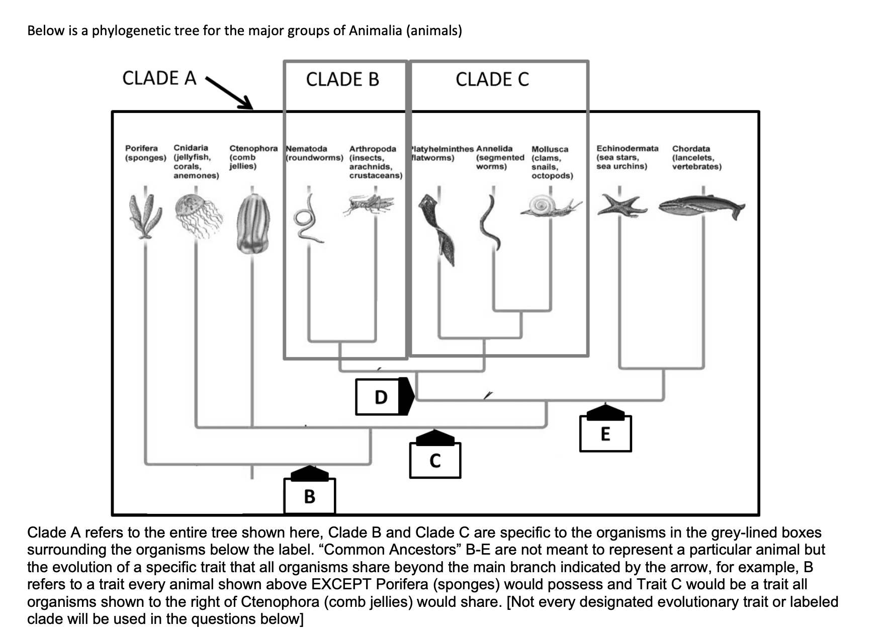 Solved Below is a phylogenetic tree for the major groups of | Chegg.com