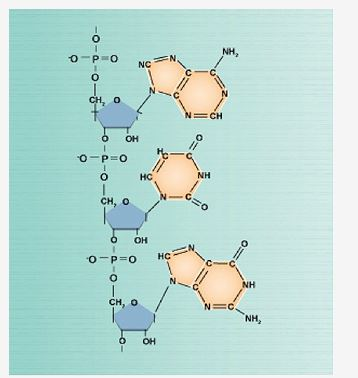 Solved Examine the image of a three monomers of RNA | Chegg.com