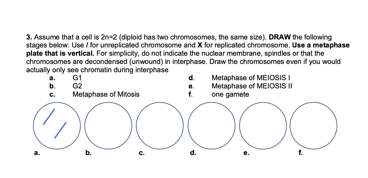 Solved 3. Assume that a cell is 2n=2 (diploid has two | Chegg.com